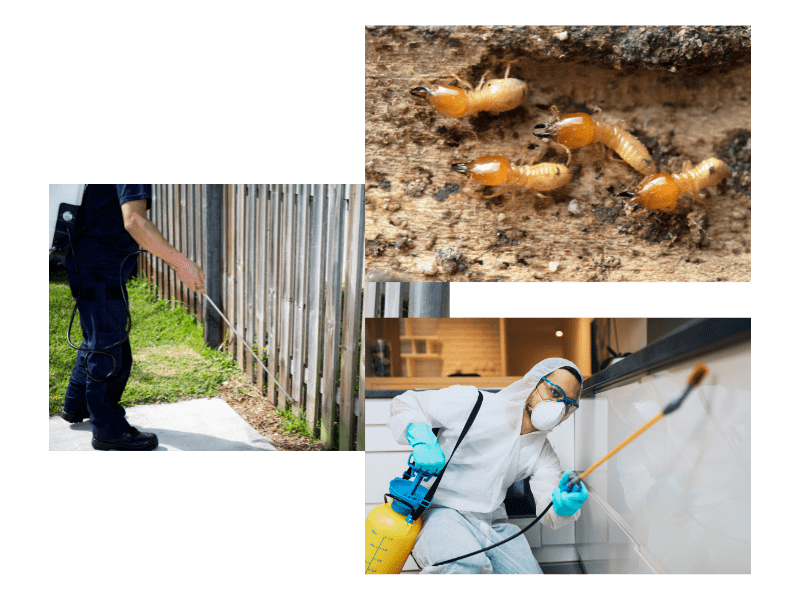 System Pest Control Services Pte Ltd